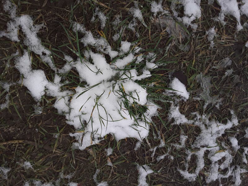 Texture of Snowy Grass and Ground Frost the First Snow Stock Image ...