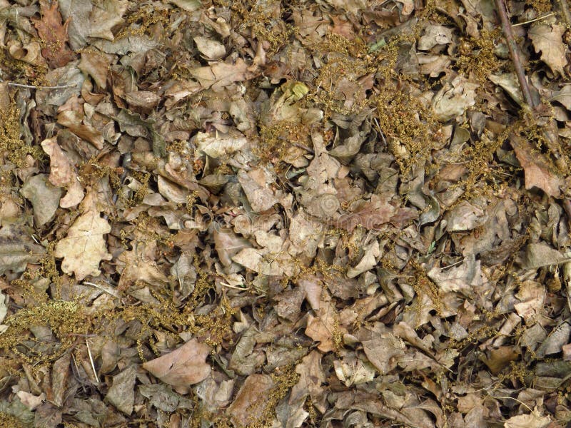 Texture stock image. Image of texture, field, land, leaves - 54315993