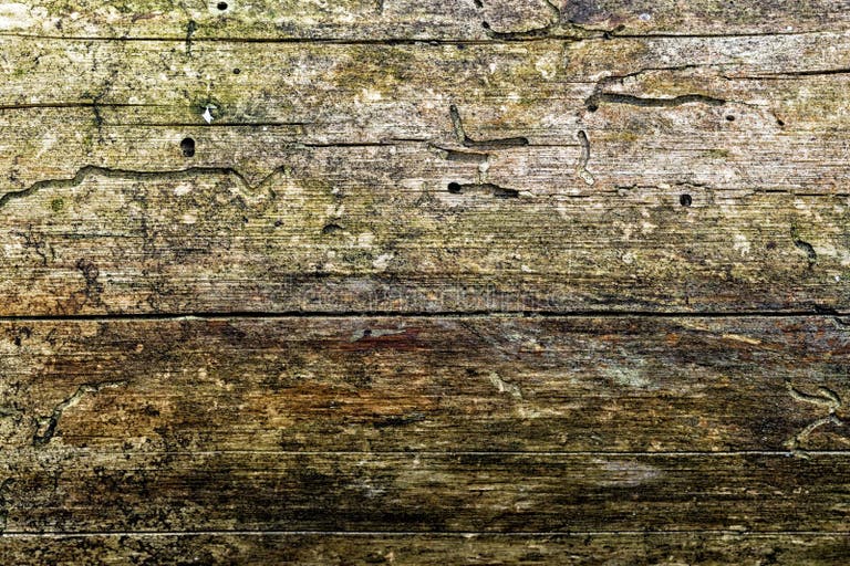 Texture of a Solid Tree Trunk, Covered with Moss. Stock Photo - Image ...