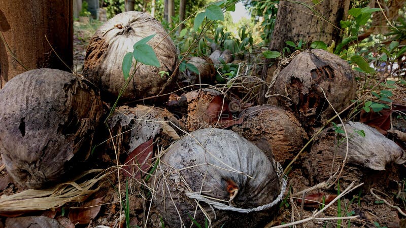 Coconuts Rotten on Tree, Coconut Palm is Rotten, Coconut Young Rot in ...
