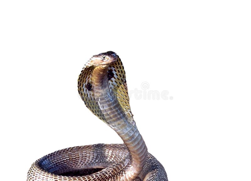 The Texture of Spectacled Cobra Front Side Hood in Isolated White ...