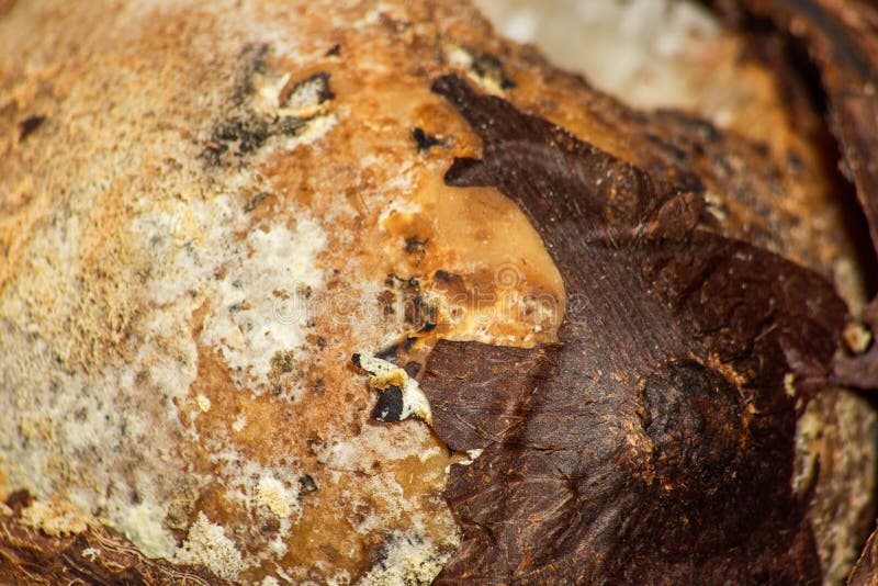 Texture of spoiled coconut stock image. Image of overripe - 137707581