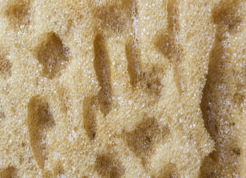 Texture of the sponge. stock image. Image of natural - 13271761