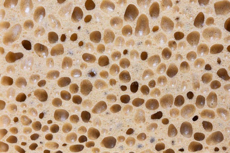 Sponge texture stock photo. Image of natural, color, isolated - 22097588