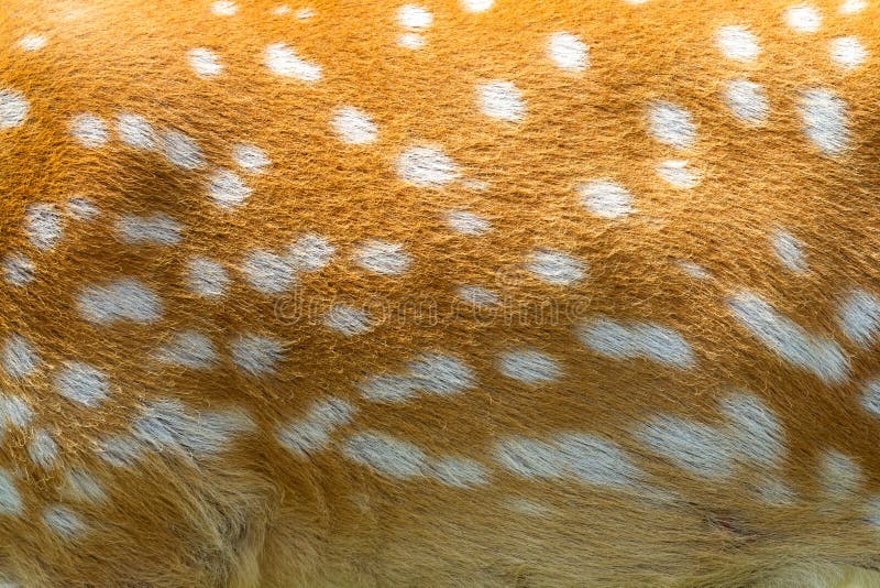 Texture of Spotted Deer Skin Stock Photo Close Up Stock Photo - Image ...