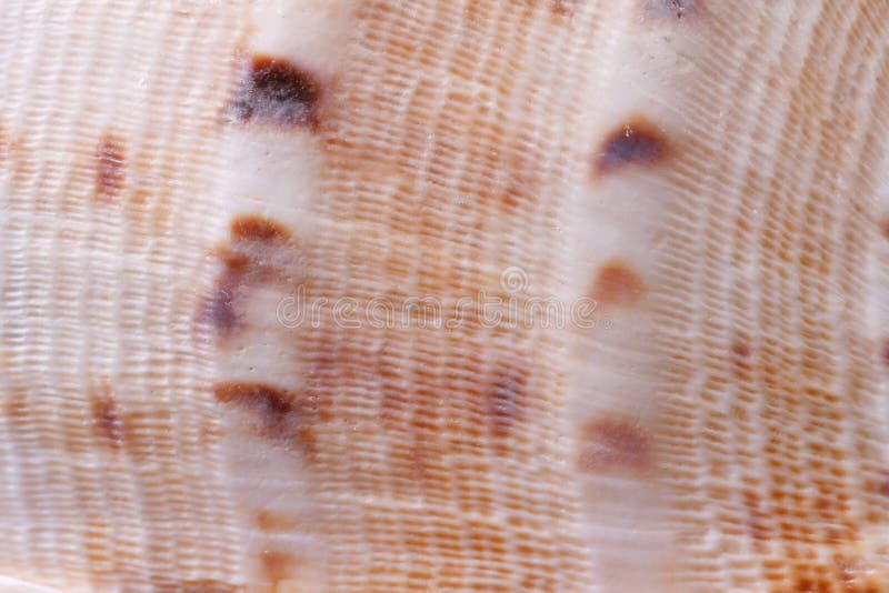 Texture Spotted Sea Shells Close Up Stock Image - Image of detail ...