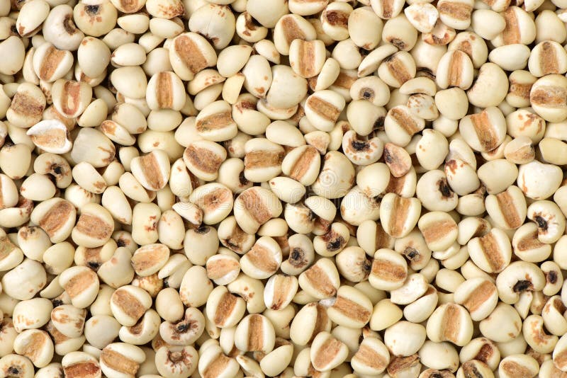 661 Adlay Powder Stock Photos - Free & Royalty-Free Stock Photos from ...