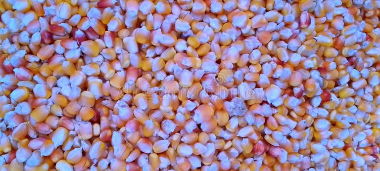 Texture with Spread Dry Corn Kernels Stock Image - Image of detail ...