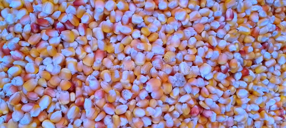 Texture with Spread Dry Corn Kernels Stock Image - Image of detail ...