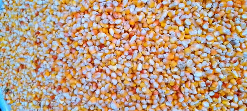 Texture with Spread Dry Corn Kernels Stock Image - Image of detail ...