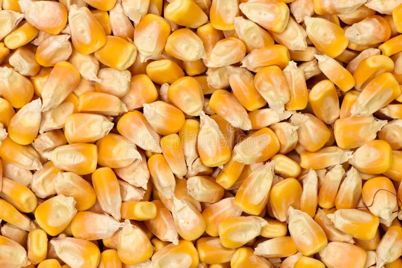 Texture with Spread Dry Corn Kernels Stock Image - Image of spread ...