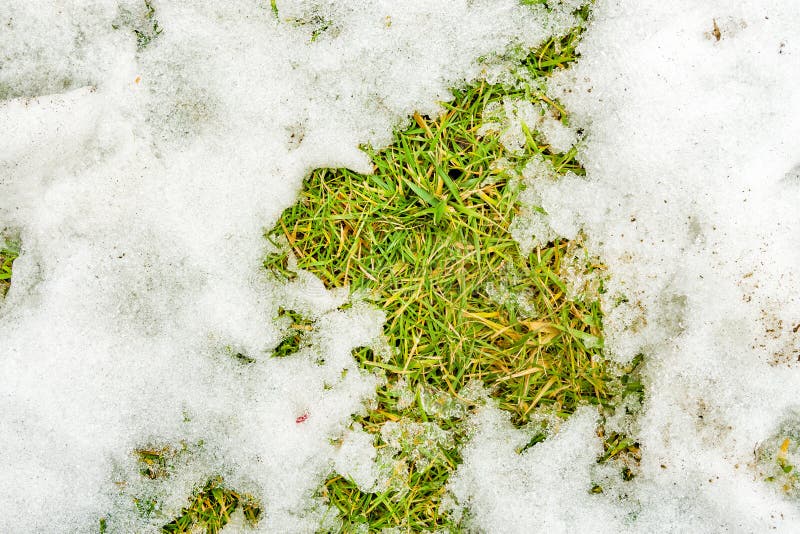 Texture in the Close-up Snow on the Grass Stock Image - Image of field ...