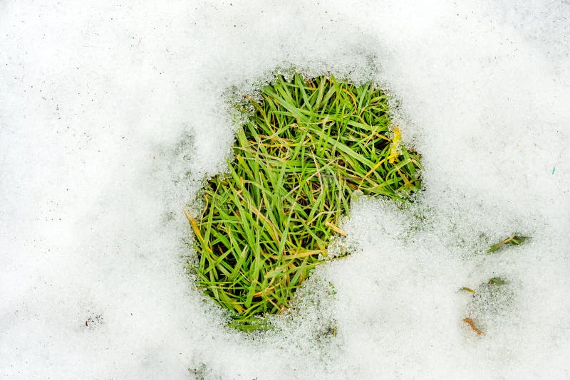 Texture in the Close-up Snow on the Grass Stock Image - Image of fresh ...
