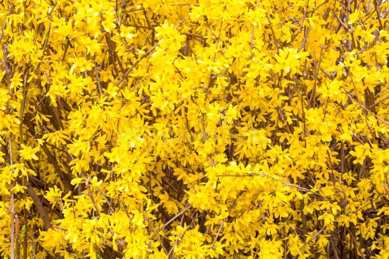 Texture of Spring Yellow Forsythia Europaea Blossom Stock Image - Image ...