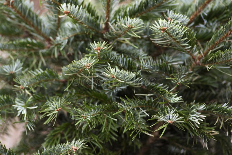 Texture of Spruce Branches, Close Up on Spruce Needles Stock Image ...