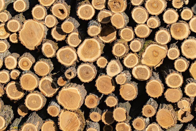 Photo of Stacked Logs of Wood Stock Photo - Image of forest, empty ...