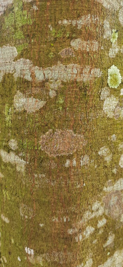 Texture of Star Fruit Tree Bark Stock Image - Image of branch, rock ...