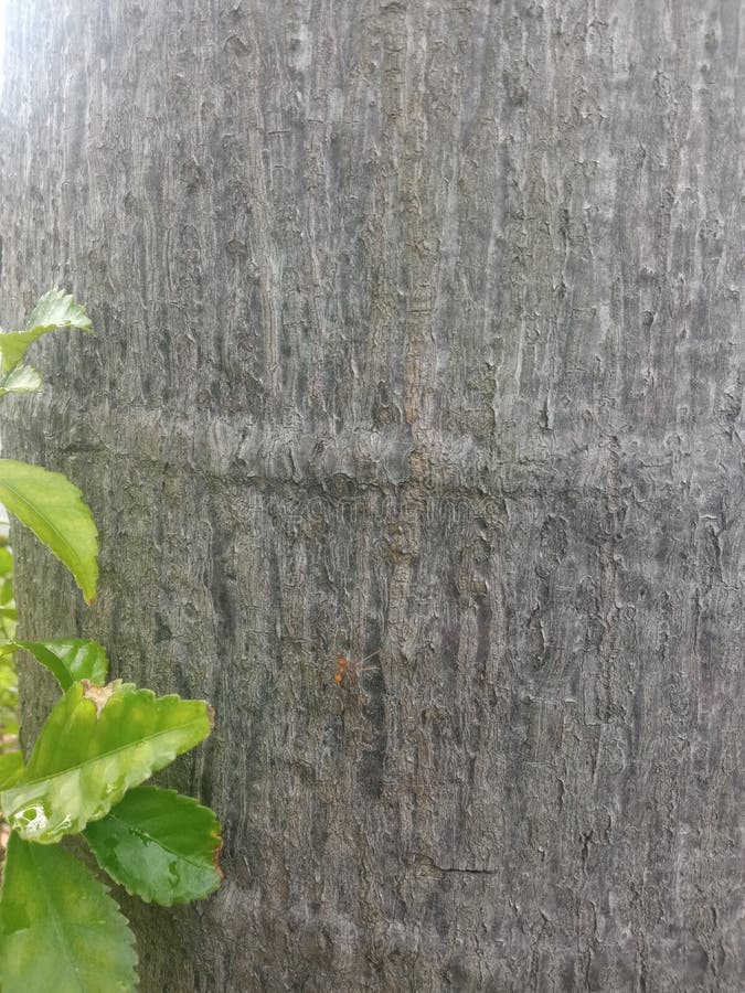 Texture stem plant stock image. Image of stem, woodland - 275804517