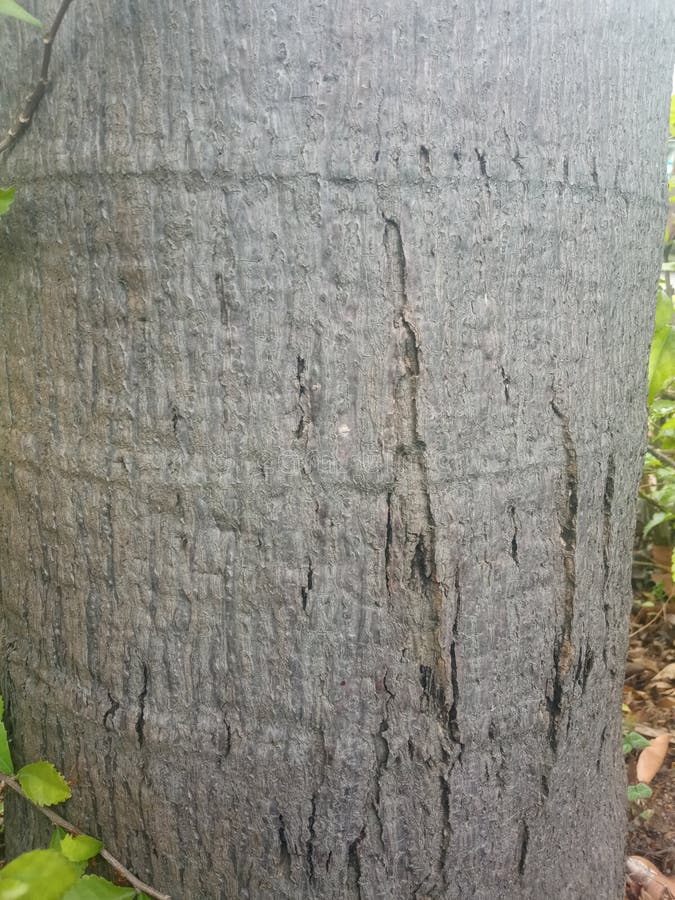 Texture stem plant stock photo. Image of texture, branch - 275804494