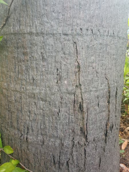 Texture stem plant stock photo. Image of texture, branch - 275804494