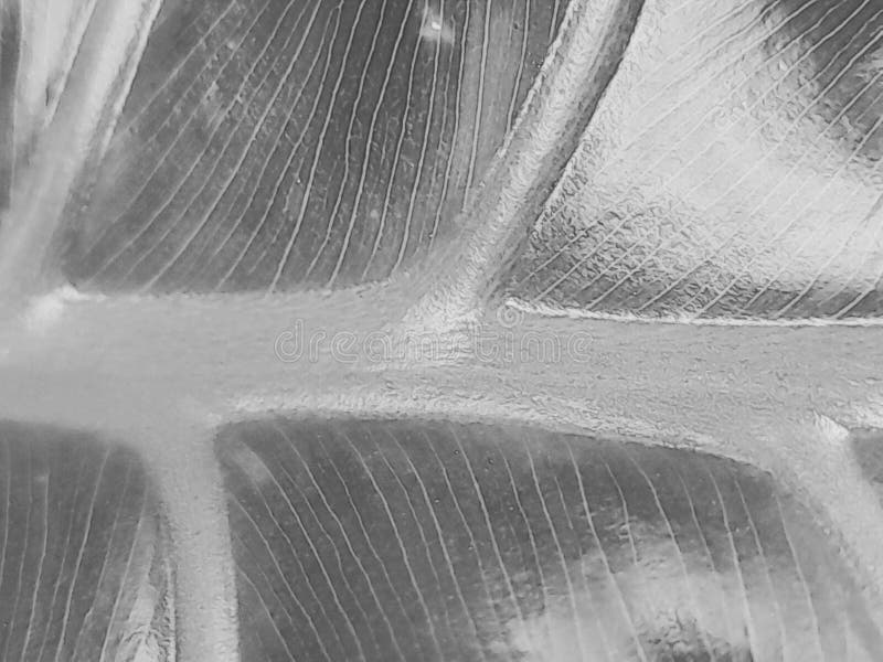 The Texture of the Stems and Leaf Fibers that Look Like Thin Threads ...