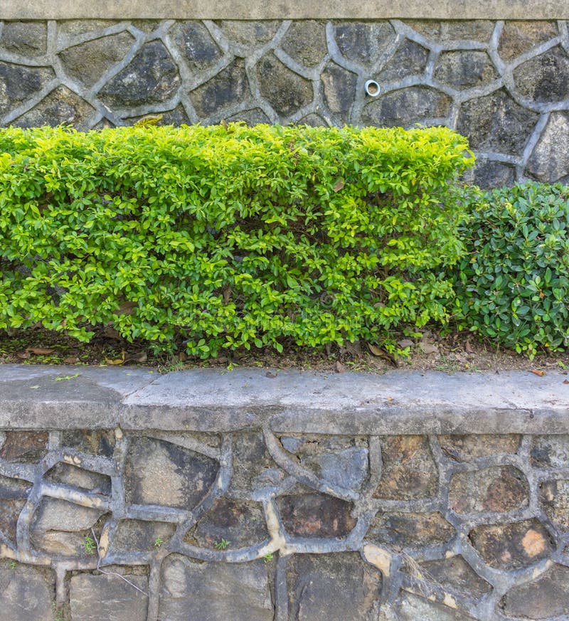 Texture of a Stepped Wall with a Green Bush Stock Image - Image of wall ...