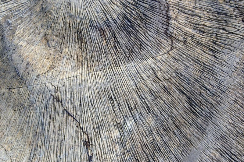 Texture of stone stock image. Image of rough, rock, grey - 13312513