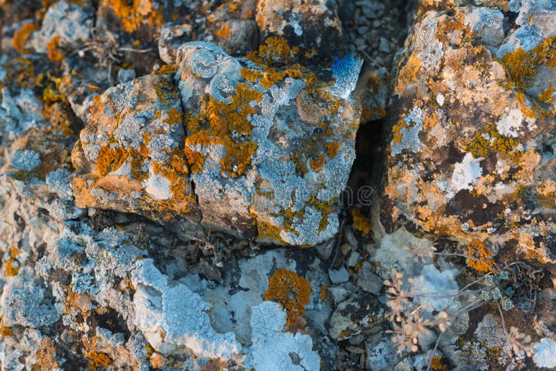 The Texture of the Stone with Dry Moss Close Up Stock Photo - Image of ...