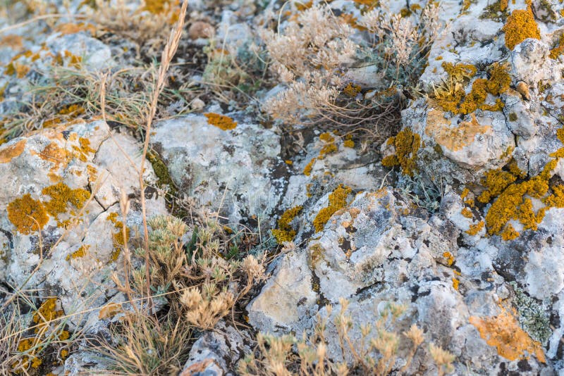 The Texture of the Stone with Dry Moss Stock Photo - Image of black ...
