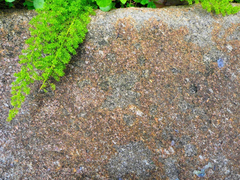 Stone with green plant stock image. Image of rock, abstract - 135594191