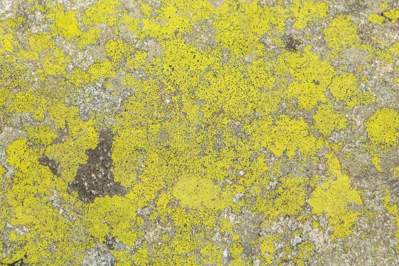 Texture of Stone Lichen, Background Stock Photo - Image of detail ...