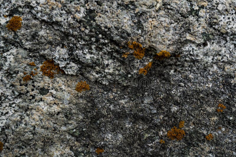 The Texture of the Stone Overgrown with Moss Stock Image - Image of ...