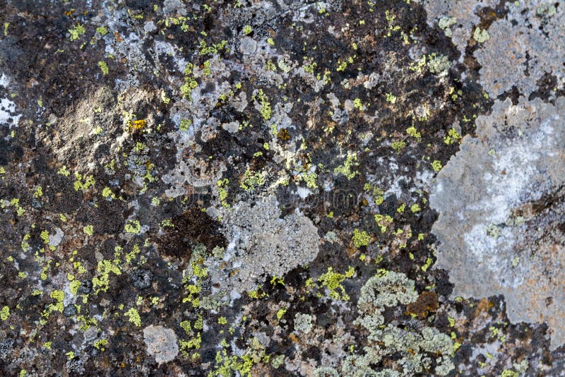 Texture of Stone Overgrown with Moss Stock Photo - Image of surface ...