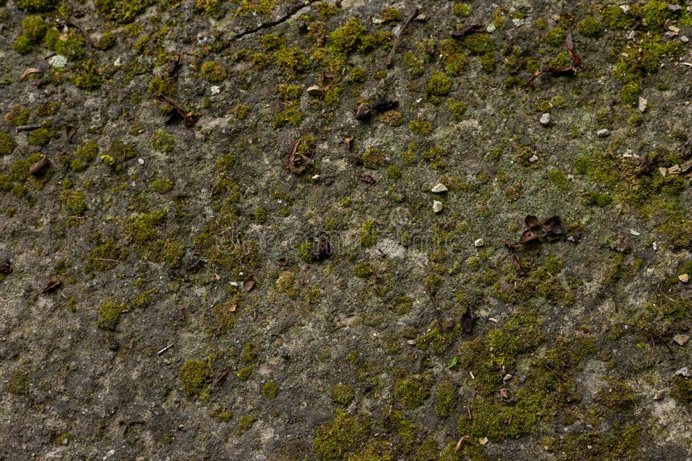 The Texture of the Stone Overgrown with Moss Stock Image - Image of ...
