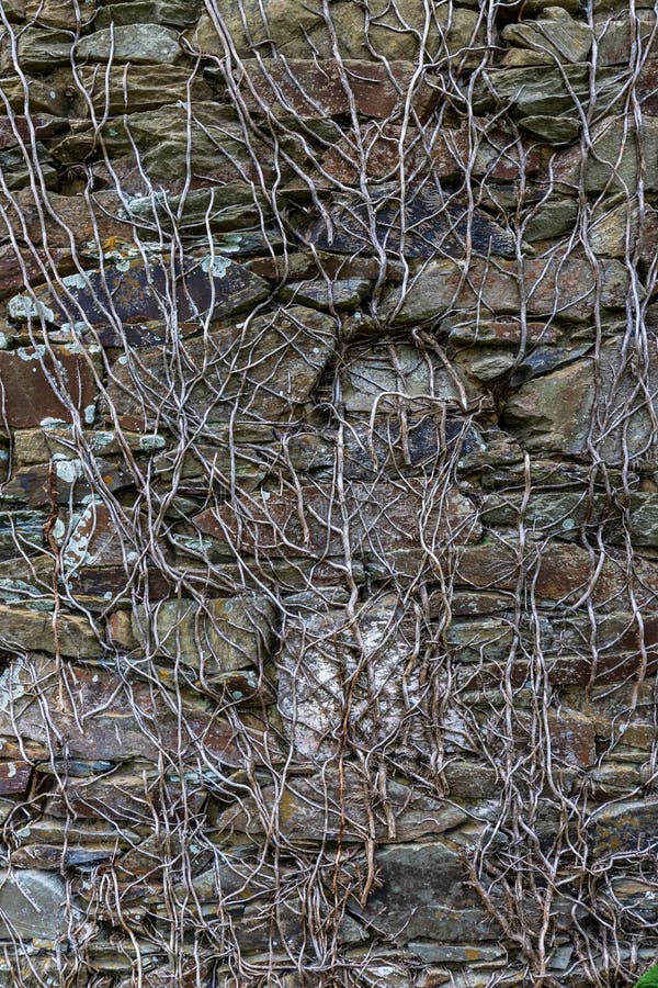 Texture of stone and roots stock image. Image of stone - 153437771