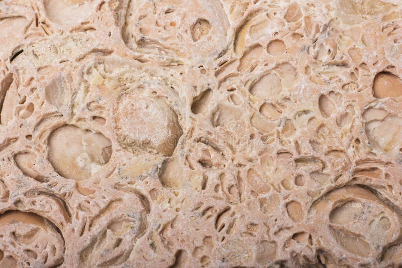 Texture of Stone from Shell Rock. Background Stock Image - Image of ...
