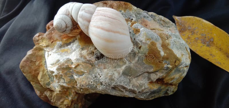 The Texture of the Stone and Snail Shells Symbolizes the Hardness and ...