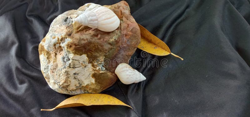 The Texture of the Stone and Snail Shells Symbolizes the Hardness and ...