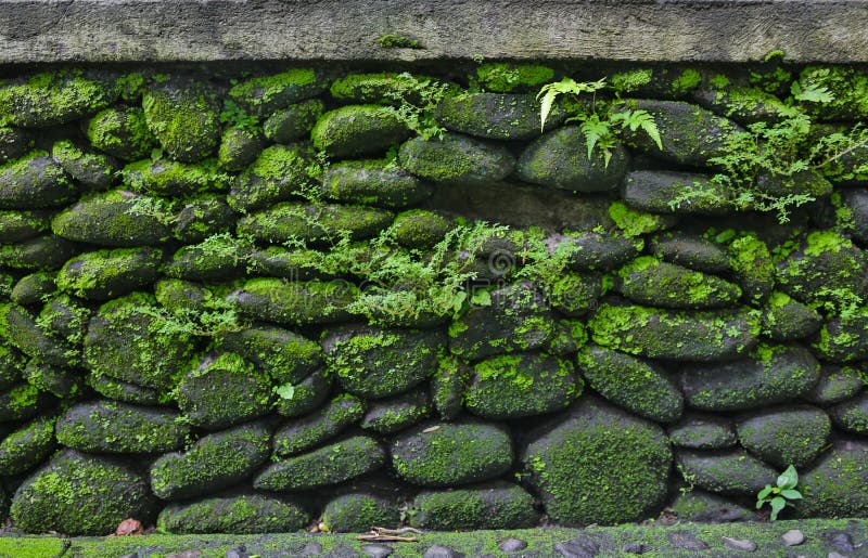 Texture of Stone Wall with Green Moss Stock Photo - Image of ...