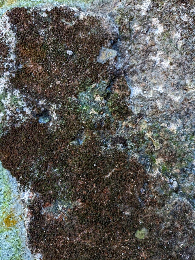 The Texture of a Stone Wall Surface with Moss and Lichen Growth ...