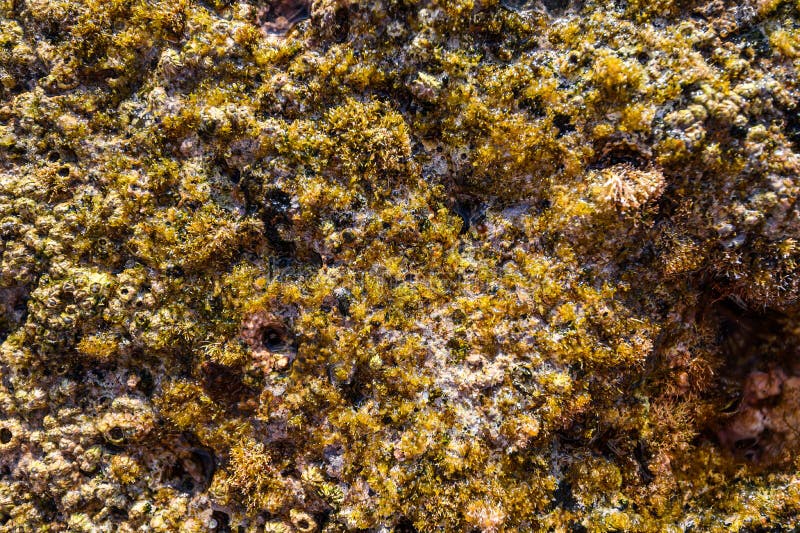 Texture of Stones, Seabed with Coral Reefs and Algae. Yellow Green ...