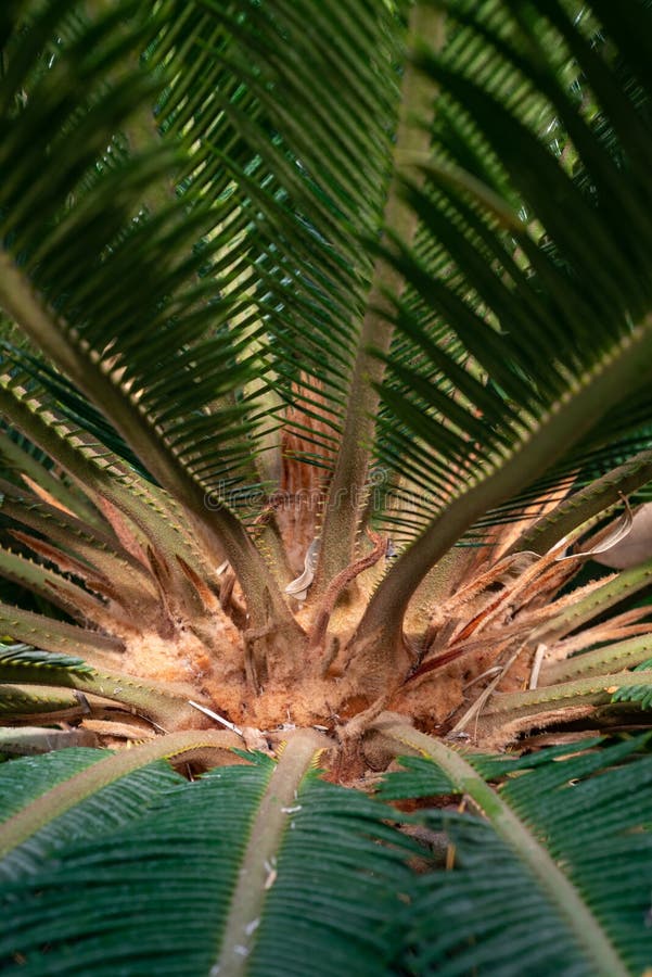 Texture of Straight Lines of Palm Leaves Growing from One Point Stock ...