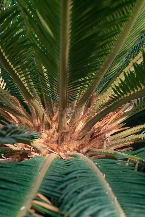 Texture of Straight Lines of Palm Leaves Growing from One Point Stock ...