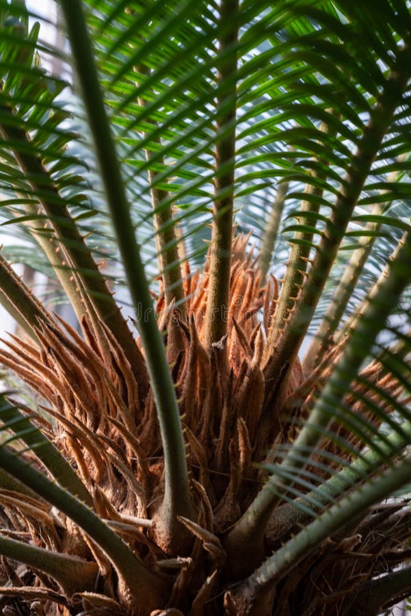 Texture of Straight Lines of Palm Leaves Growing from One Point Stock ...