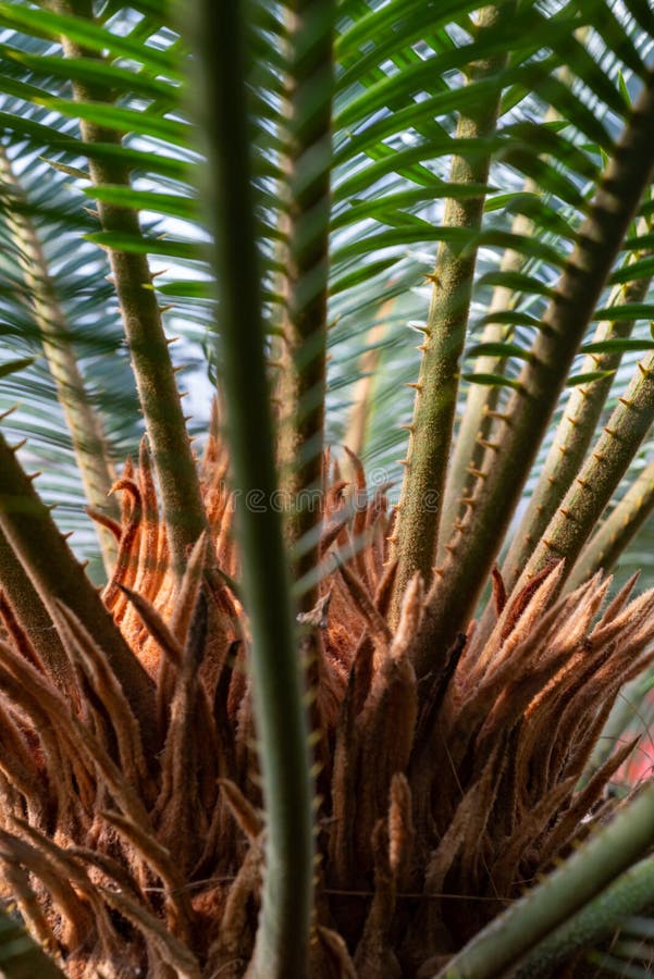 Texture of Straight Lines of Palm Leaves Growing from One Point Stock ...