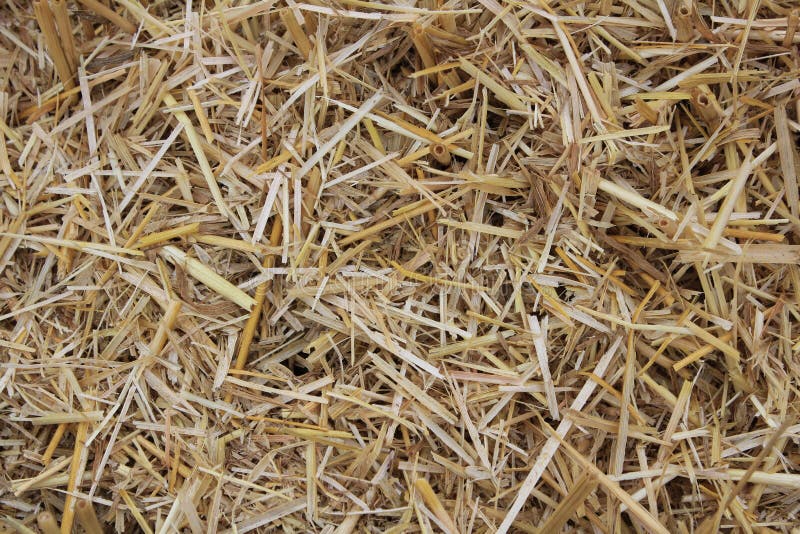 The texture of straw stock image. Image of ukraine, nature - 80452875