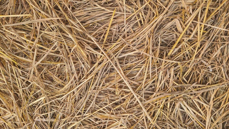 Texture of straw stock image. Image of leaf, plant, soil - 285913187