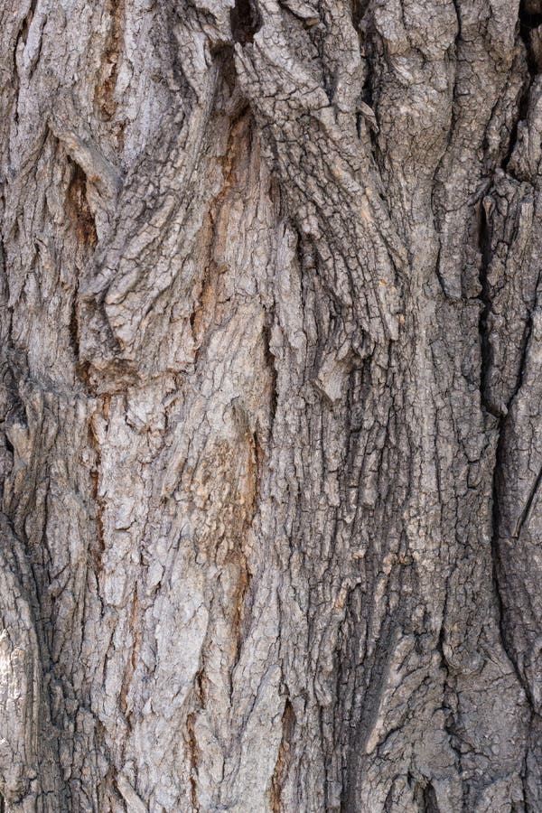 Strong bark stock image. Image of natural, branch, growing - 57502141
