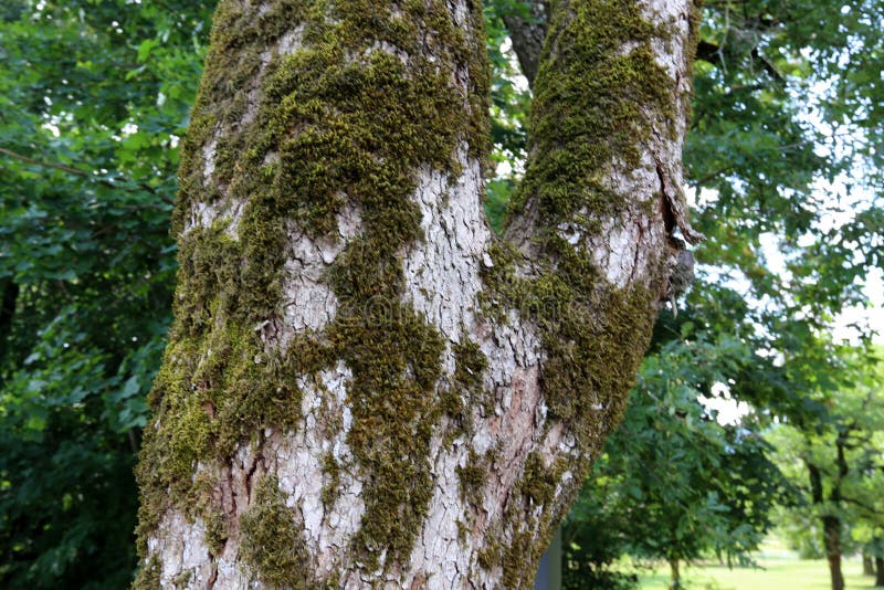 Texture and Structure of the Tree Stock Photo - Image of bark, flora ...