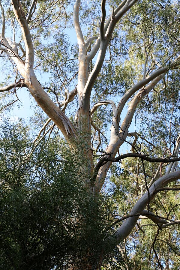 Texture and Structure of the Tree Stock Photo - Image of texture, tree ...